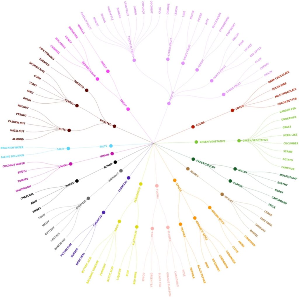 La roue des arômes du robusta est arrivée. - Boutique Mirabilis